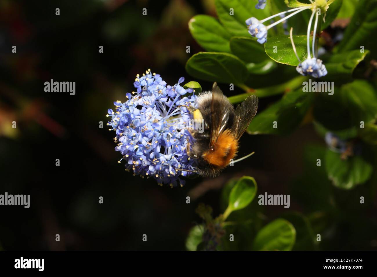Tree Bumble Bee (Bombus hypnorum Stock Photo - Alamy