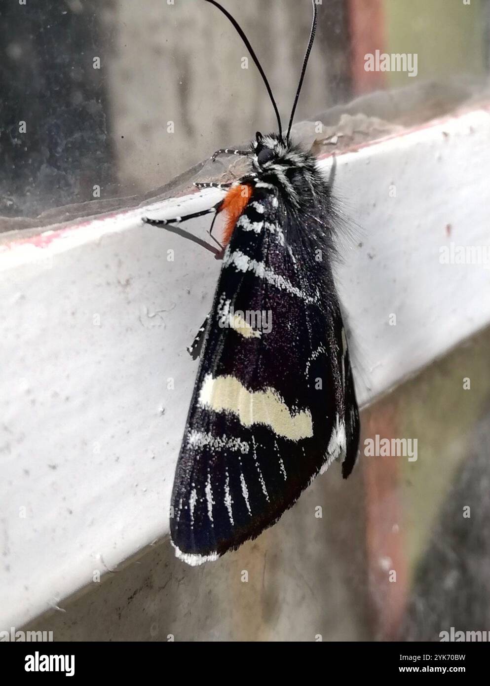 Australian Grapevine Moth (Phalaenoides glycinae Stock Photo - Alamy