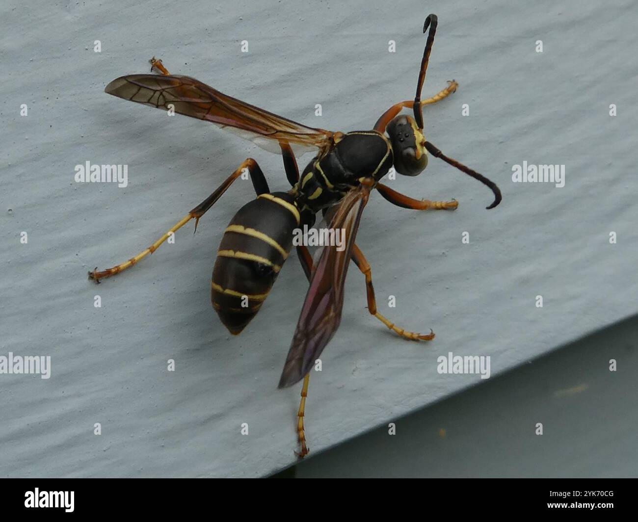 Northern Paper Wasp (Polistes fuscatus Stock Photo - Alamy
