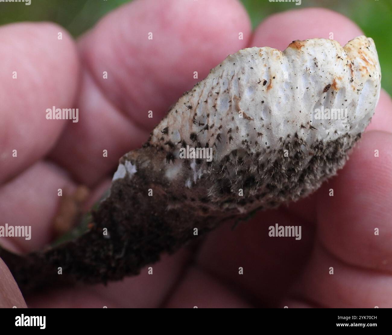 ruffled freckled pelt lichen (Peltigera leucophlebia Stock Photo - Alamy