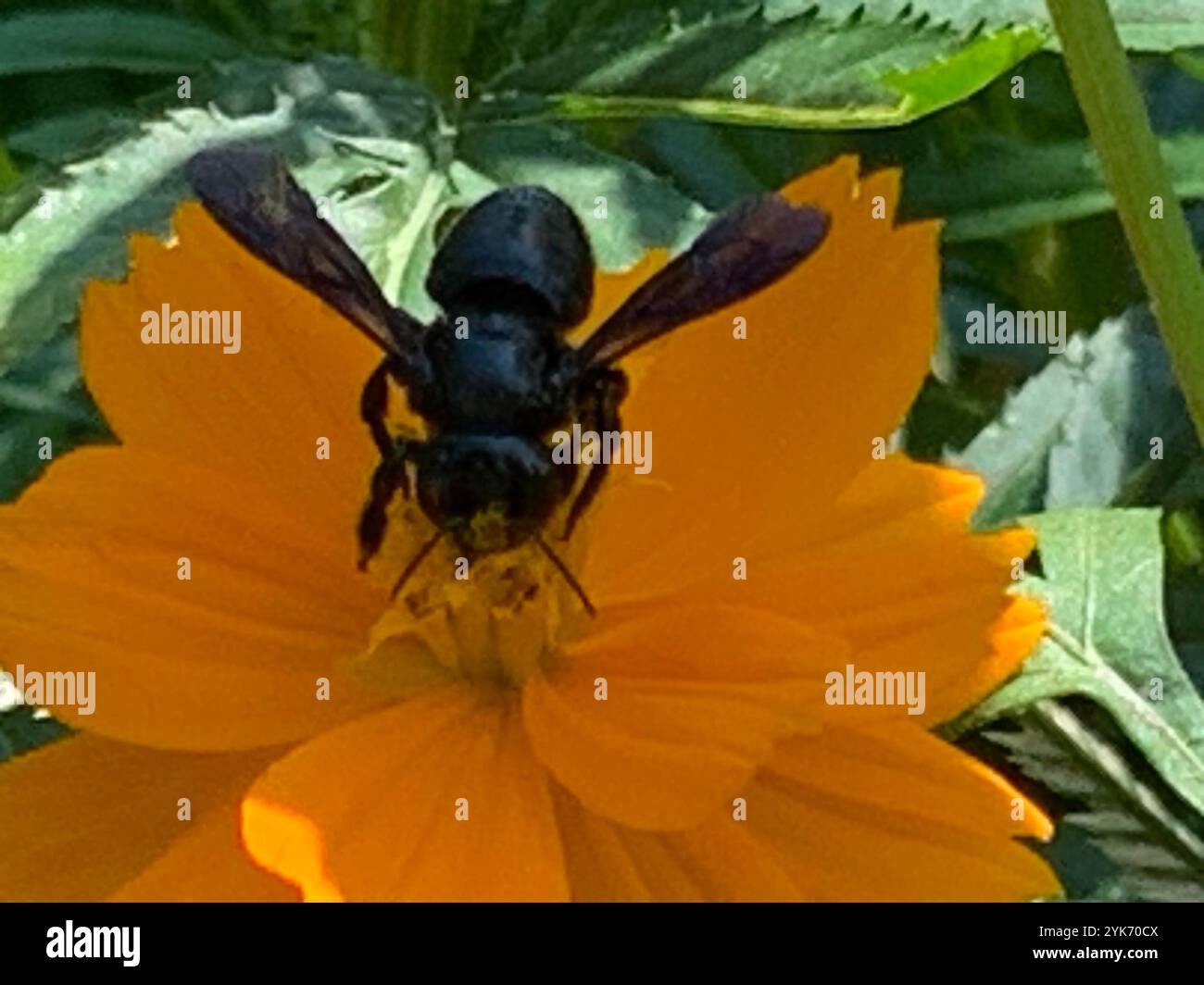 Carpenter-mimic Leafcutter Bee (Megachile xylocopoides Stock Photo - Alamy
