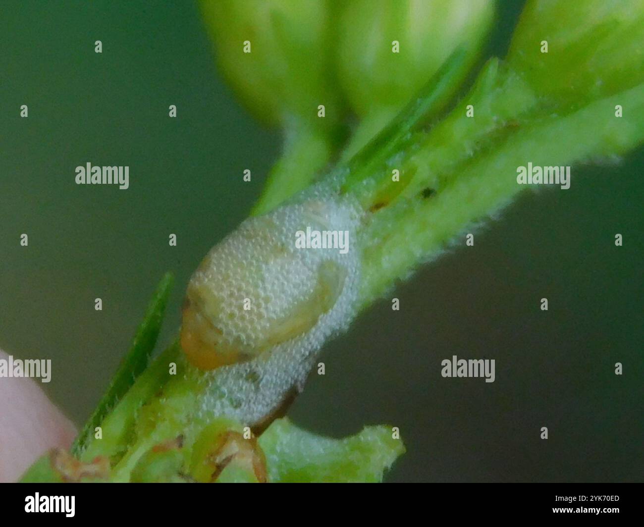 Spittlebugs and Froghoppers (Cercopoidea Stock Photo - Alamy