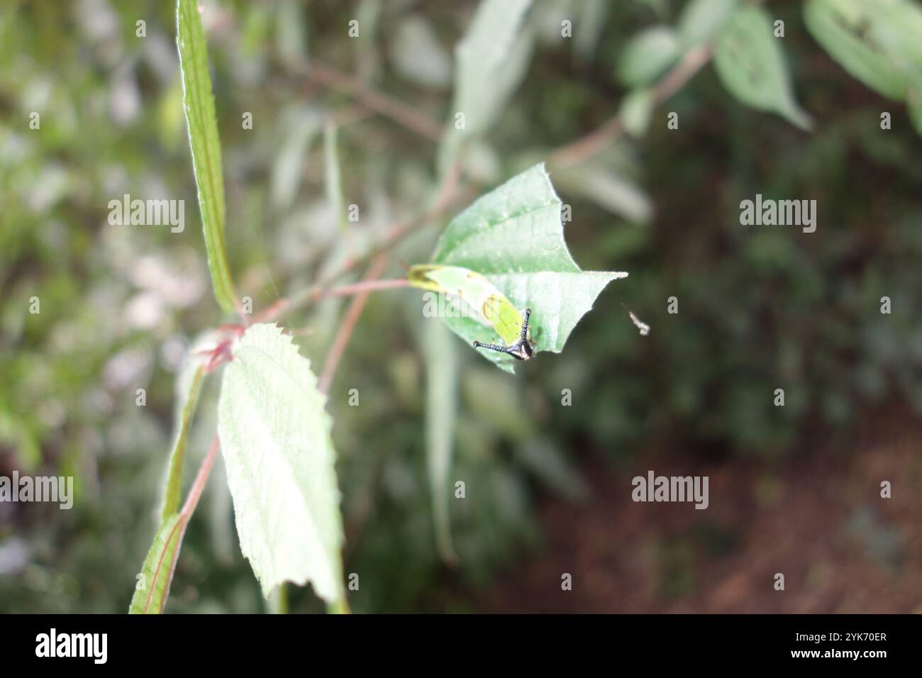Popinjay (Stibochiona nicea Stock Photo - Alamy