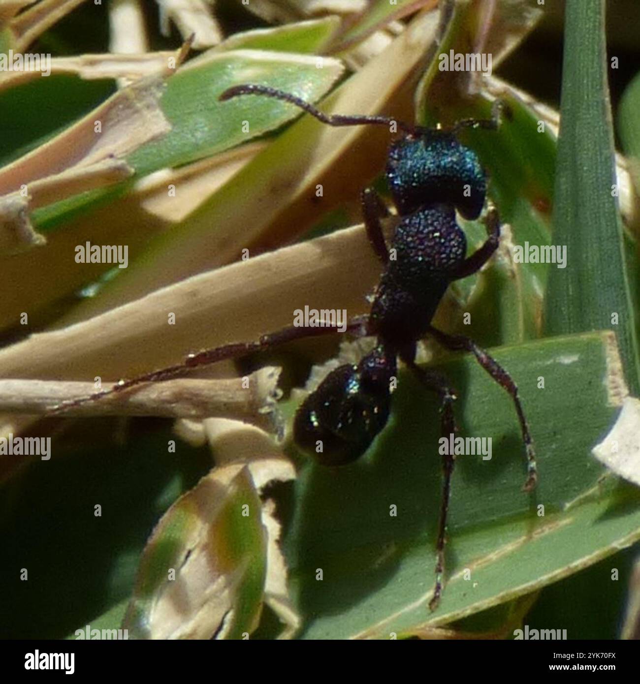 Green-head Ant (Rhytidoponera metallica Stock Photo - Alamy