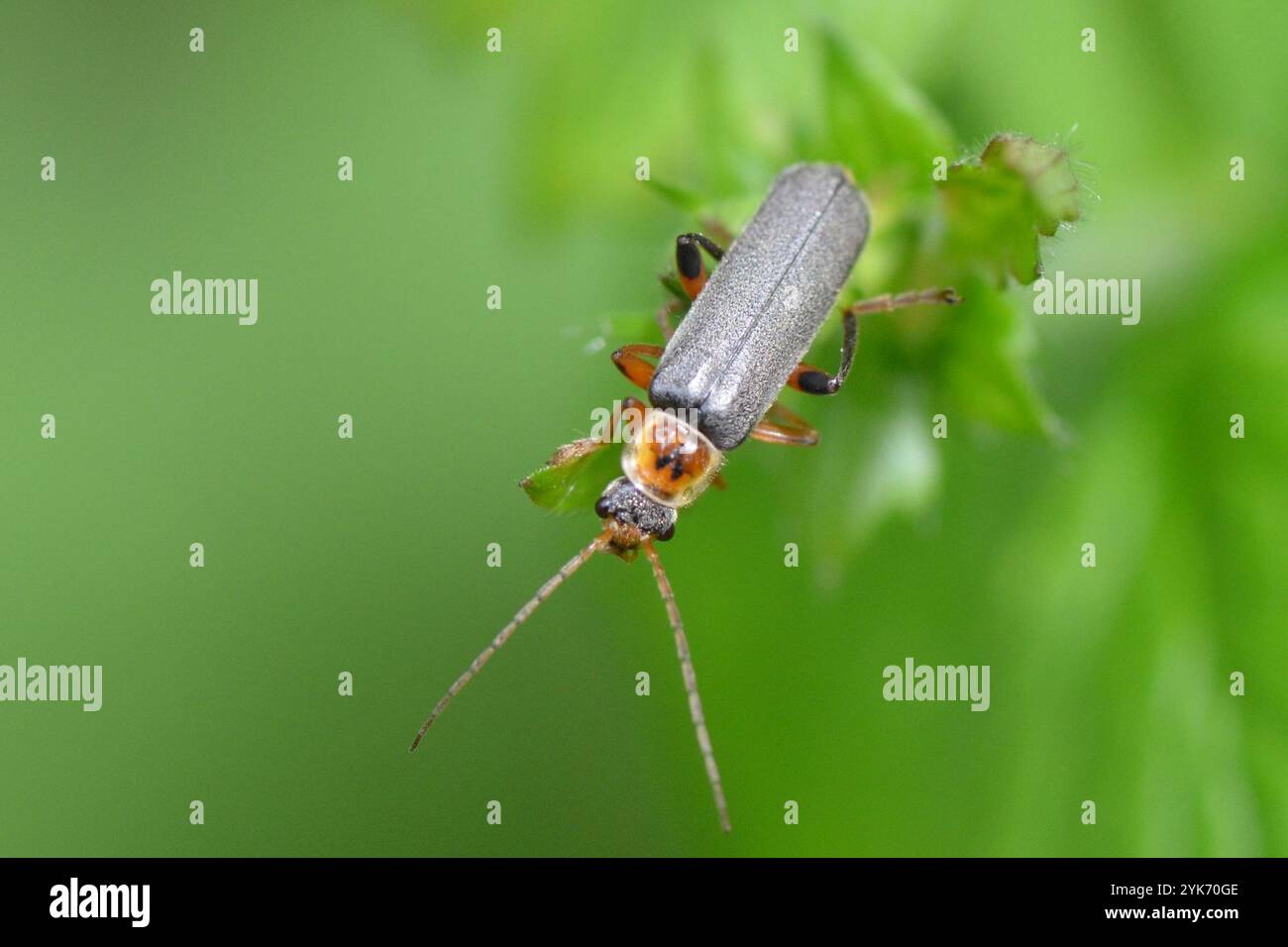Grey sailor beetle hi-res stock photography and images - Alamy