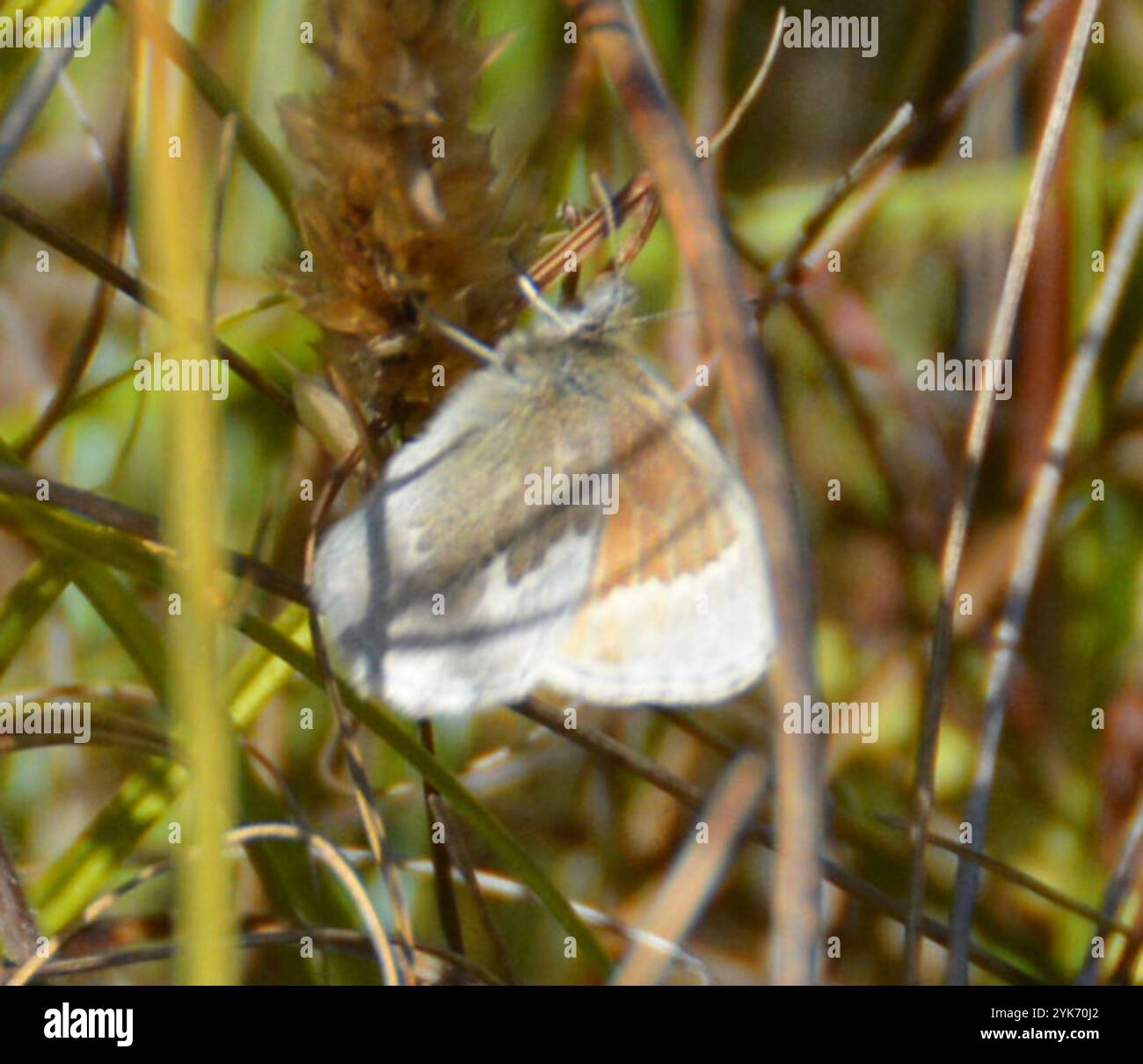 Common Ringlet (Coenonympha california Stock Photo - Alamy