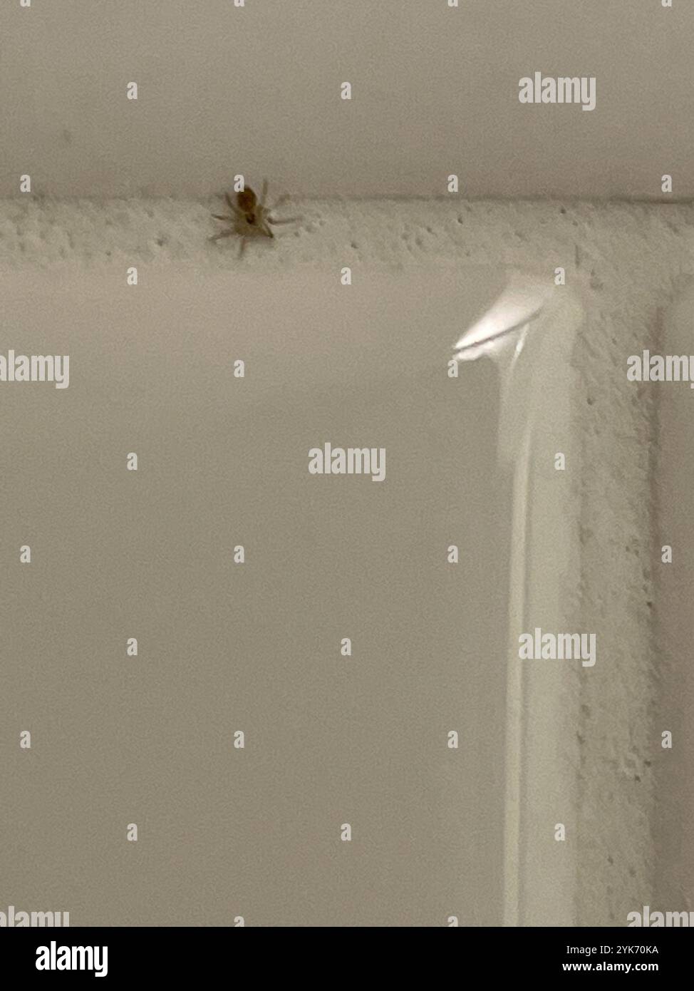 Wall Spider (Oecobius navus Stock Photo - Alamy