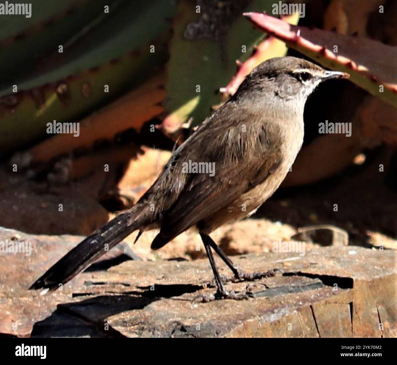 Karoo robin hi-res stock photography and images - Alamy