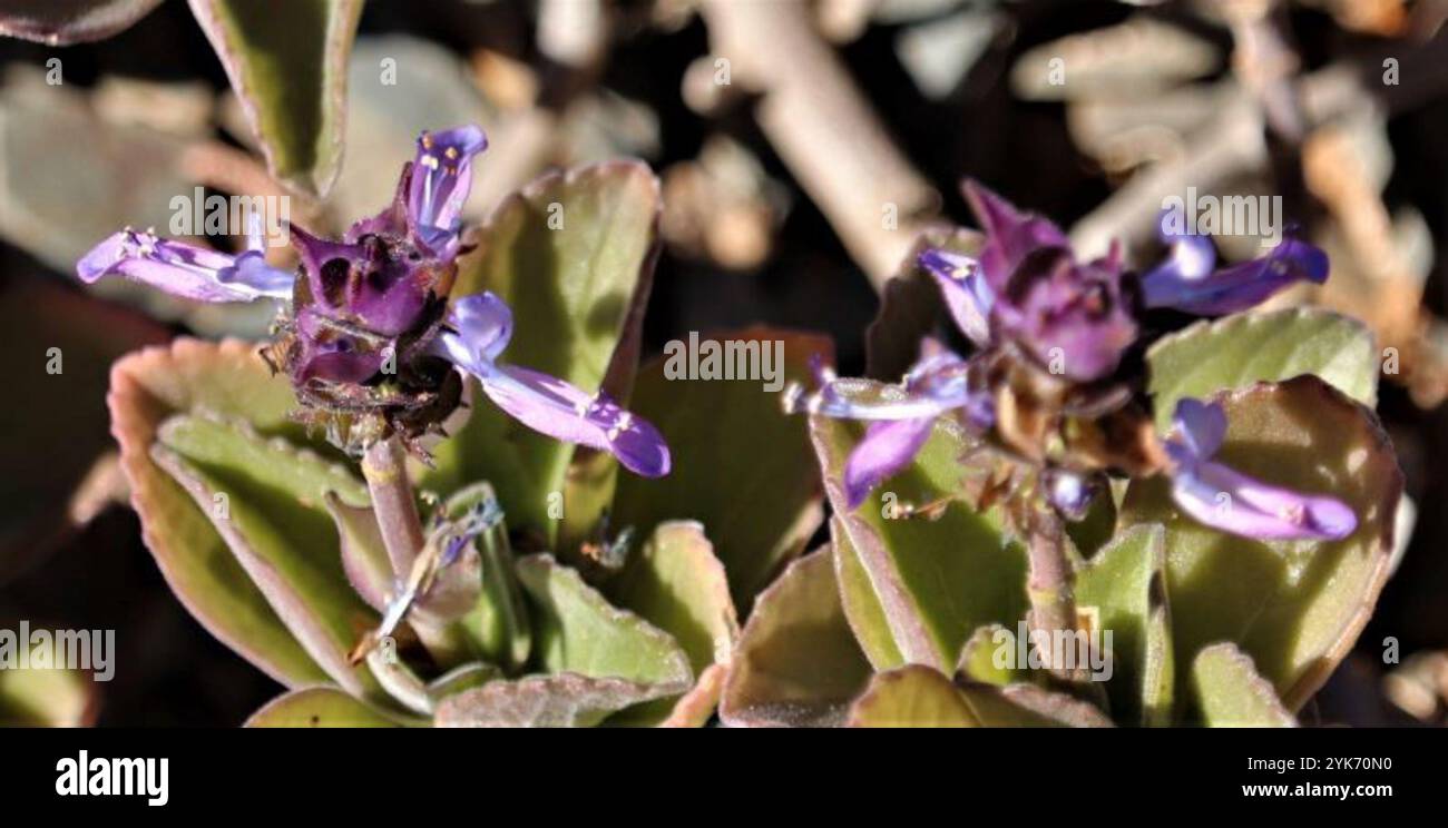 Lobster flower (Coleus neochilus Stock Photo - Alamy