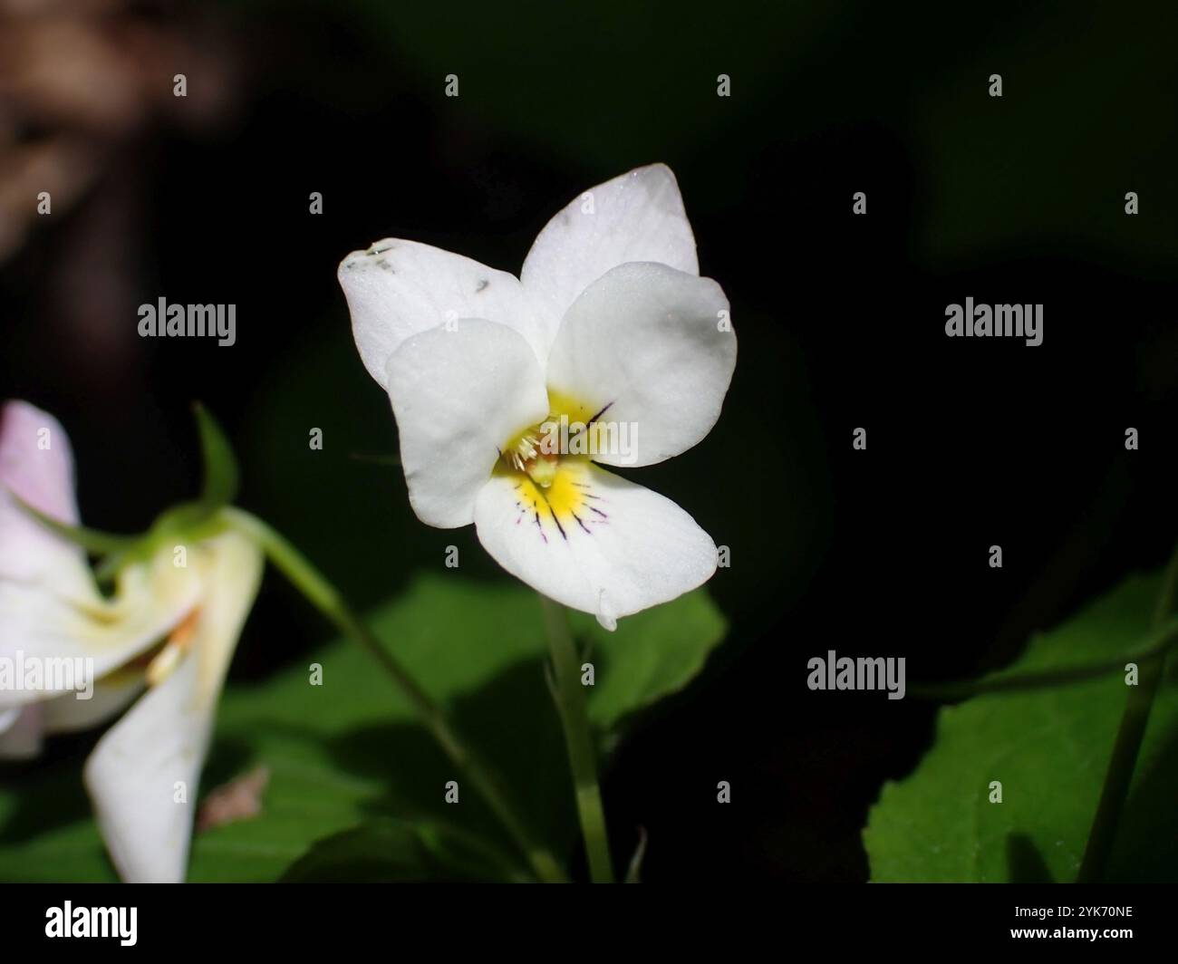 Canada violet viola canadensis hi-res stock photography and images - Alamy