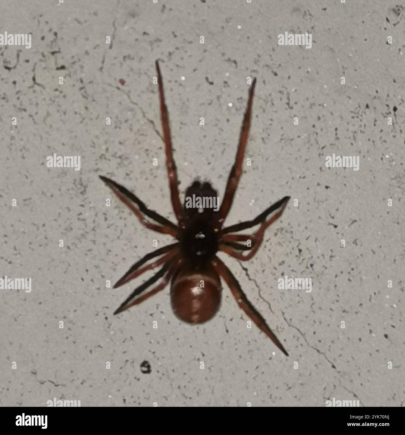 Rabbit Hutch Spider (Steatoda bipunctata Stock Photo - Alamy