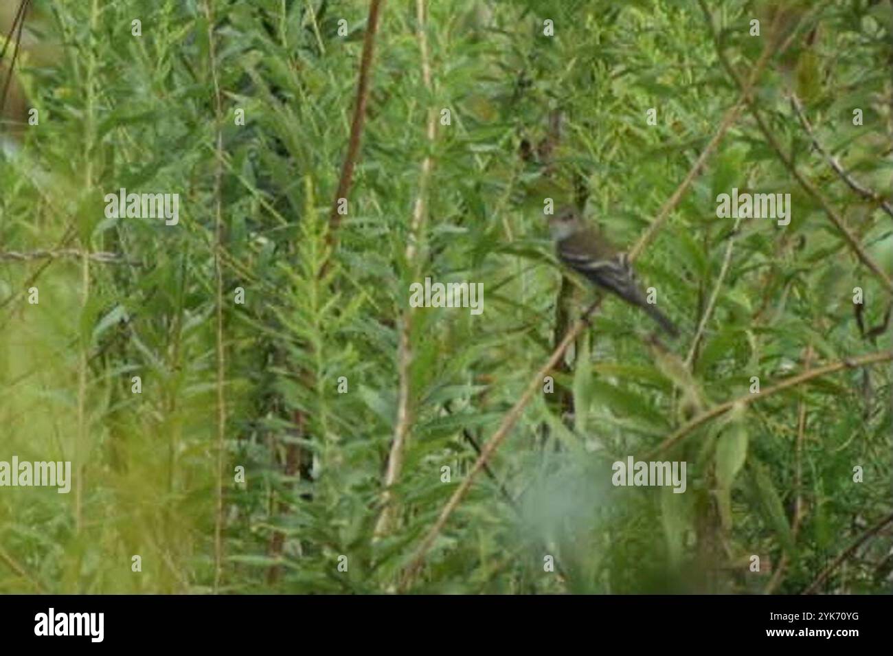 Empidonax Flycatchers (Empidonax Stock Photo - Alamy