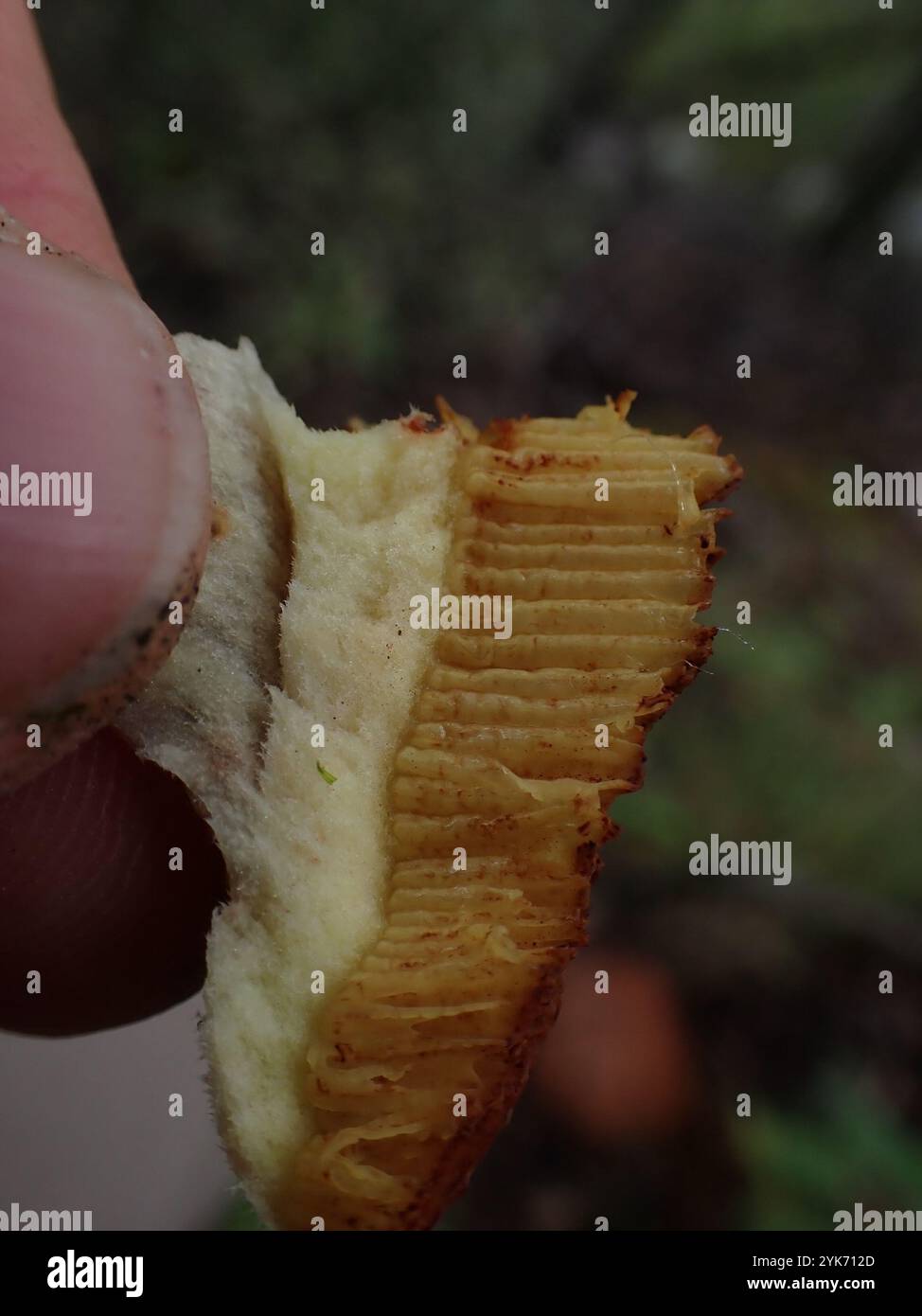 Western Painted Suillus (Suillus lakei Stock Photo - Alamy