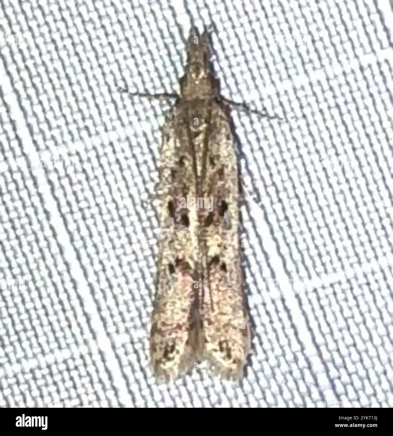 Palmerworm hi-res stock photography and images - Alamy