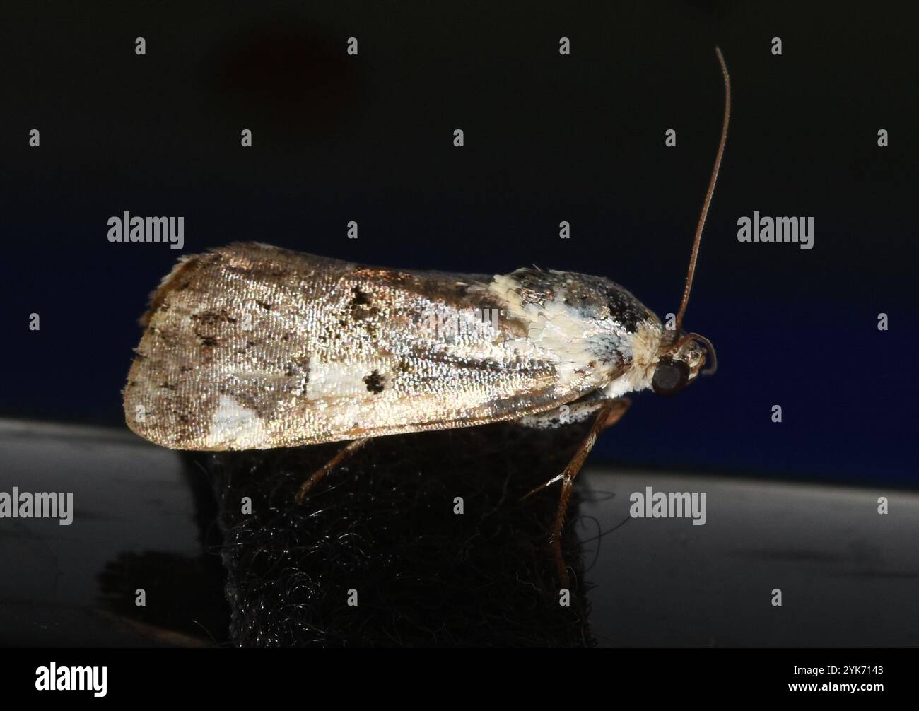 Exposed Bird Dropping Moth (Tarache aprica Stock Photo - Alamy