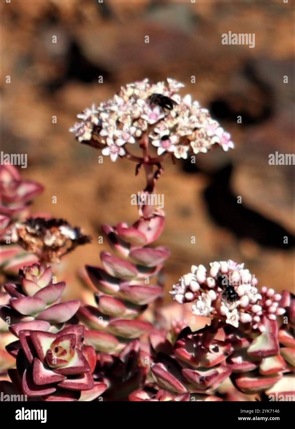 Kebab Bush (Crassula rupestris Stock Photo - Alamy