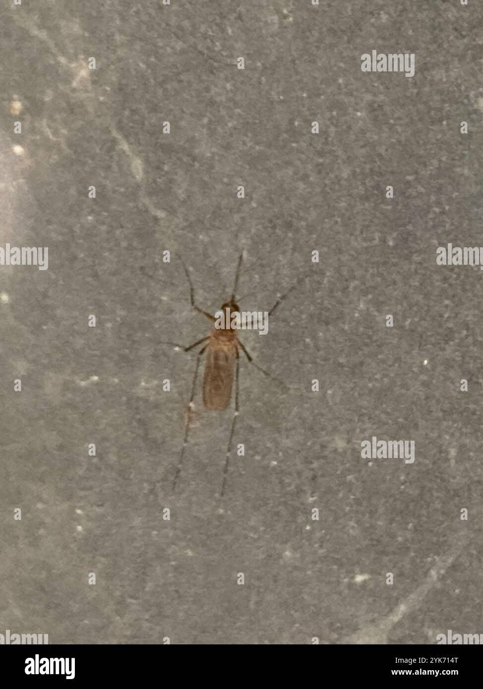 Culicine mosquitoes hi-res stock photography and images - Alamy