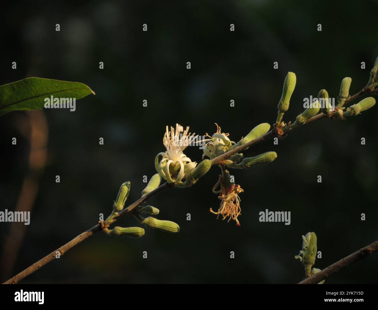 Sage Leaved Alangium (Alangium salviifolium Stock Photo - Alamy