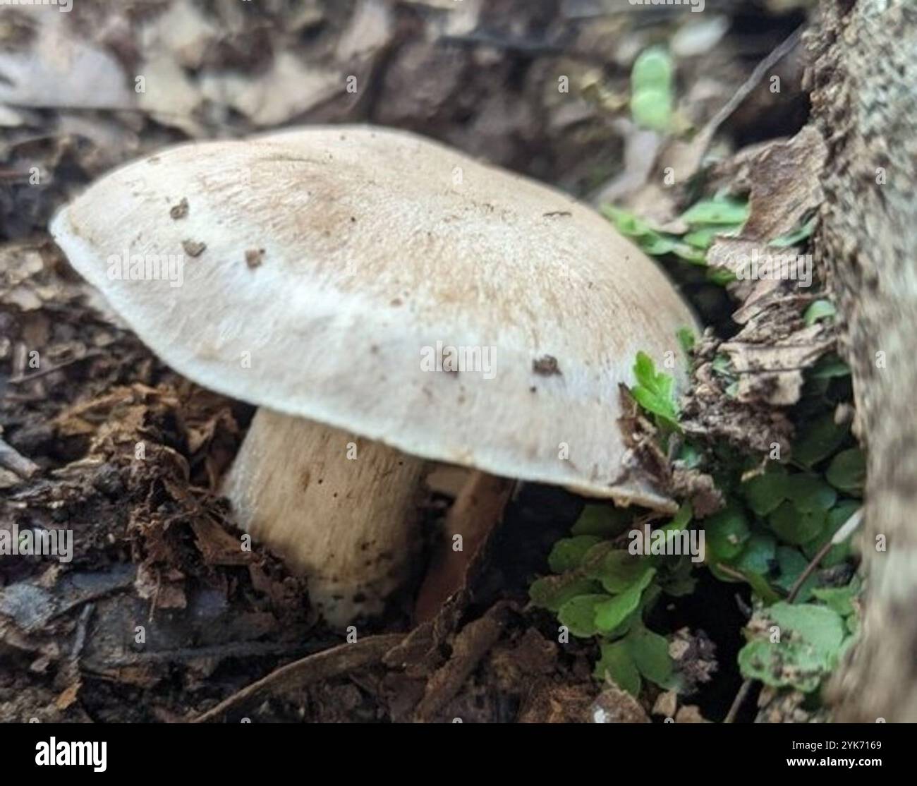 Webcaps hi-res stock photography and images - Alamy