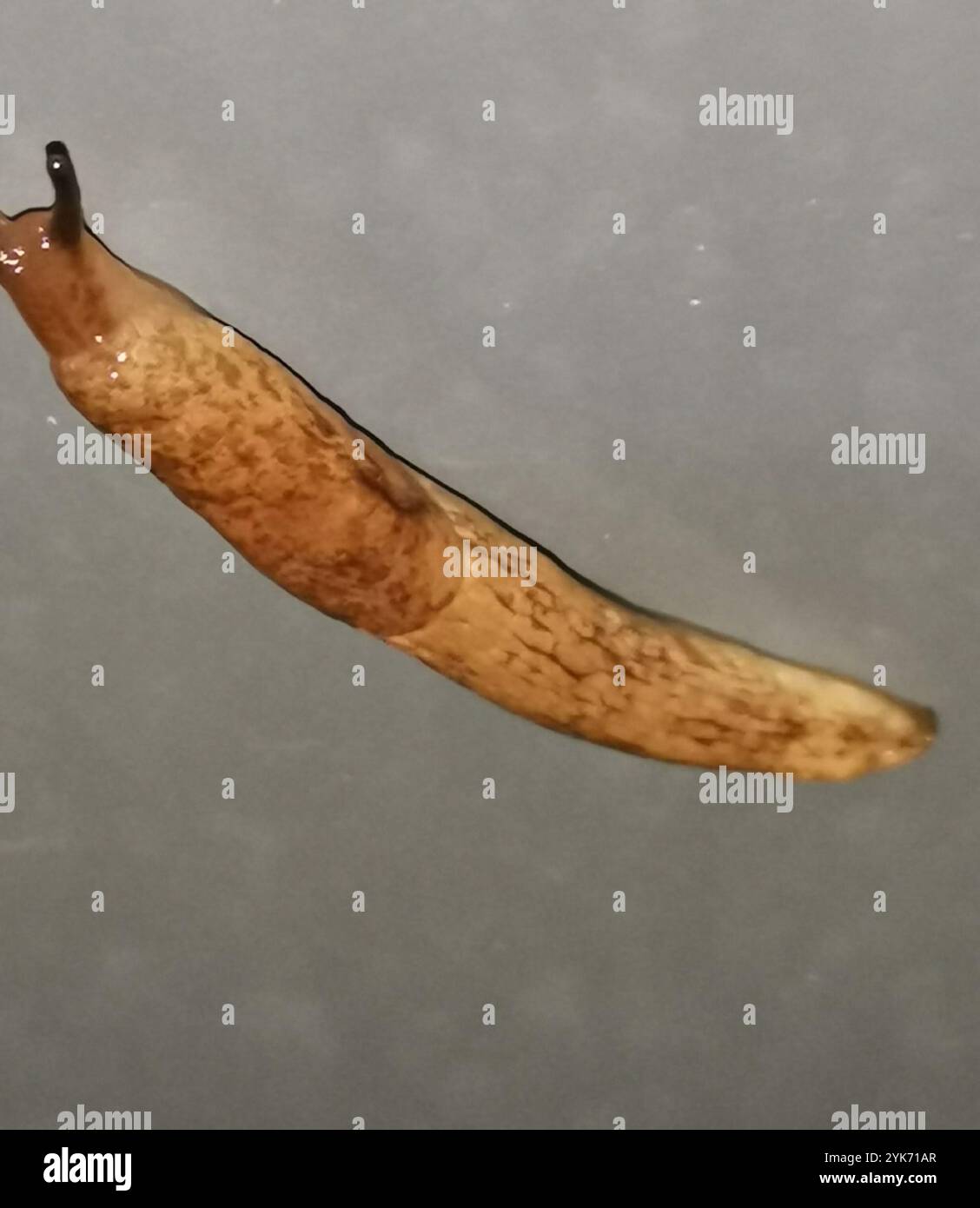 Milky Slug (Deroceras reticulatum Stock Photo - Alamy