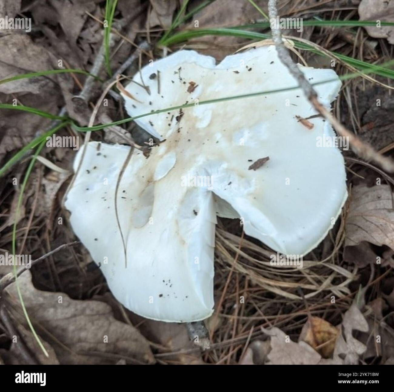 Eastern destroying angel amanita hi-res stock photography and images ...