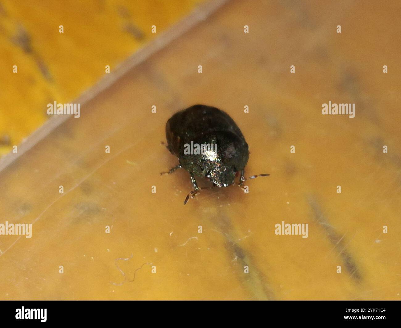 Scarab Shieldbug (Thyreocoris scarabaeoides Stock Photo - Alamy