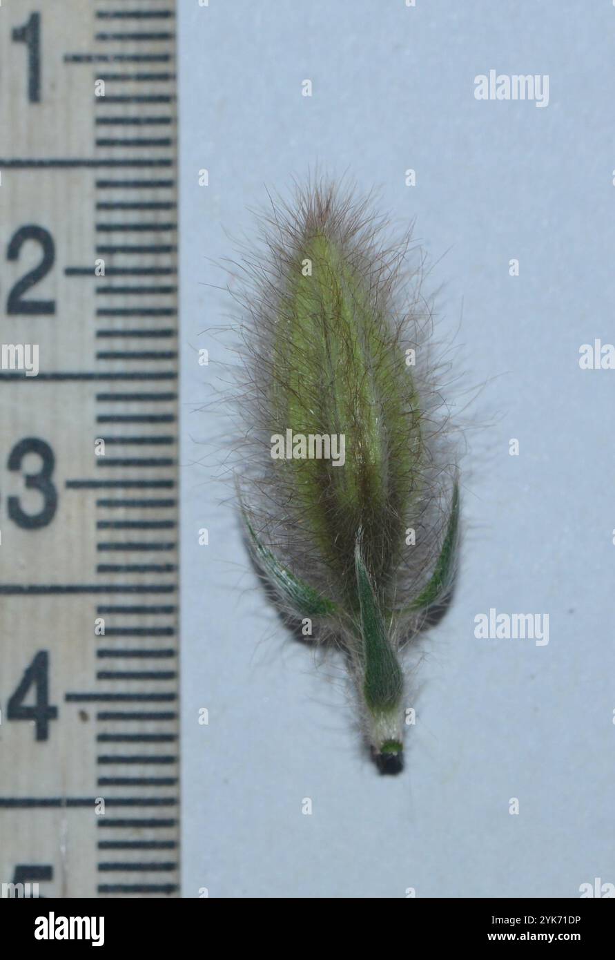 Crotalaria calycina hi-res stock photography and images - Alamy