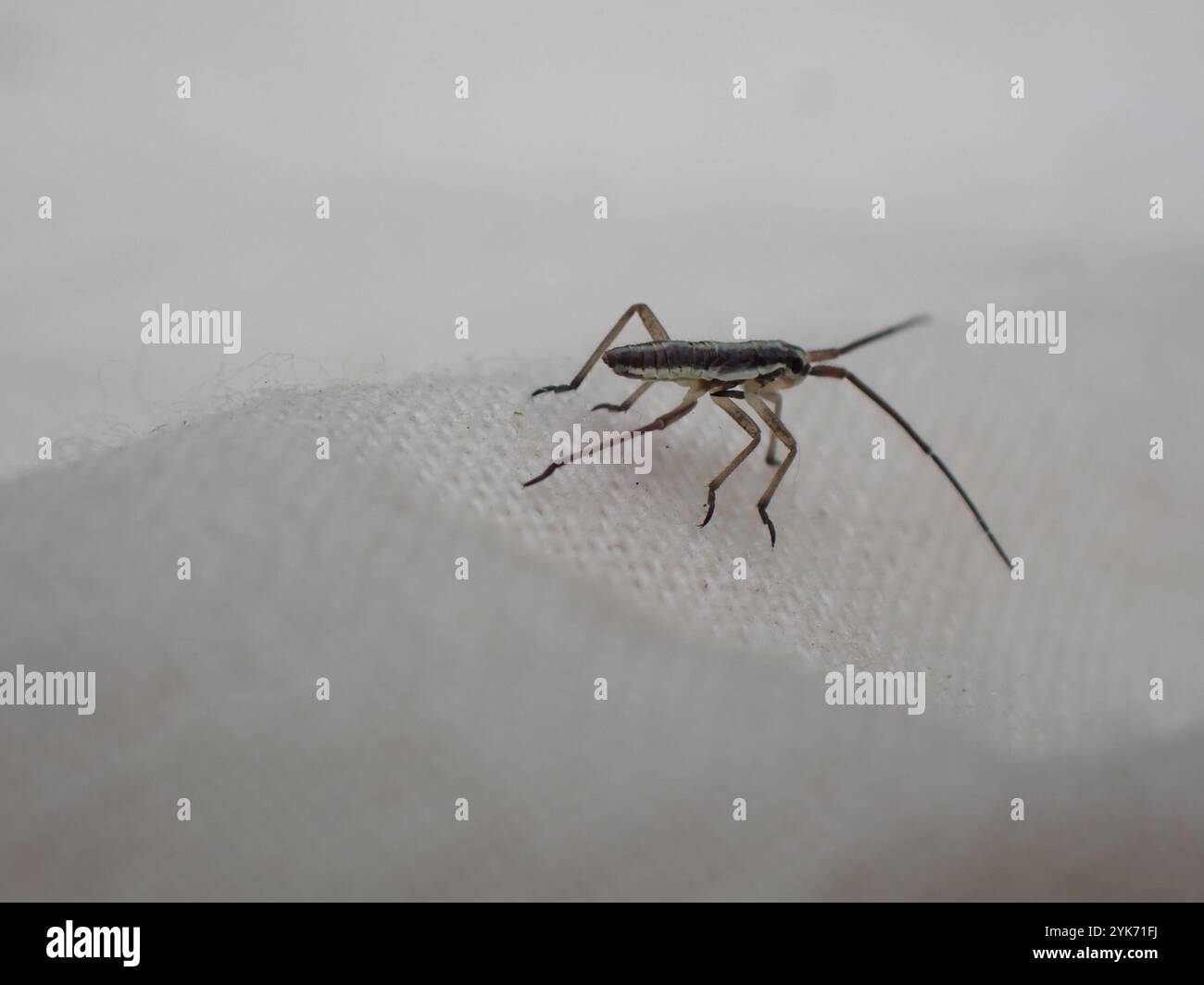 True Bugs (Heteroptera Stock Photo - Alamy