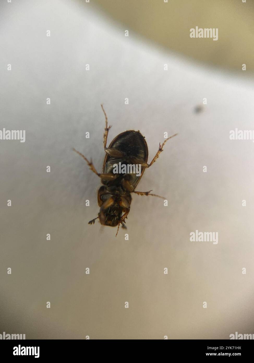 black-streaked dung beetle (Nimbus contaminatus Stock Photo - Alamy