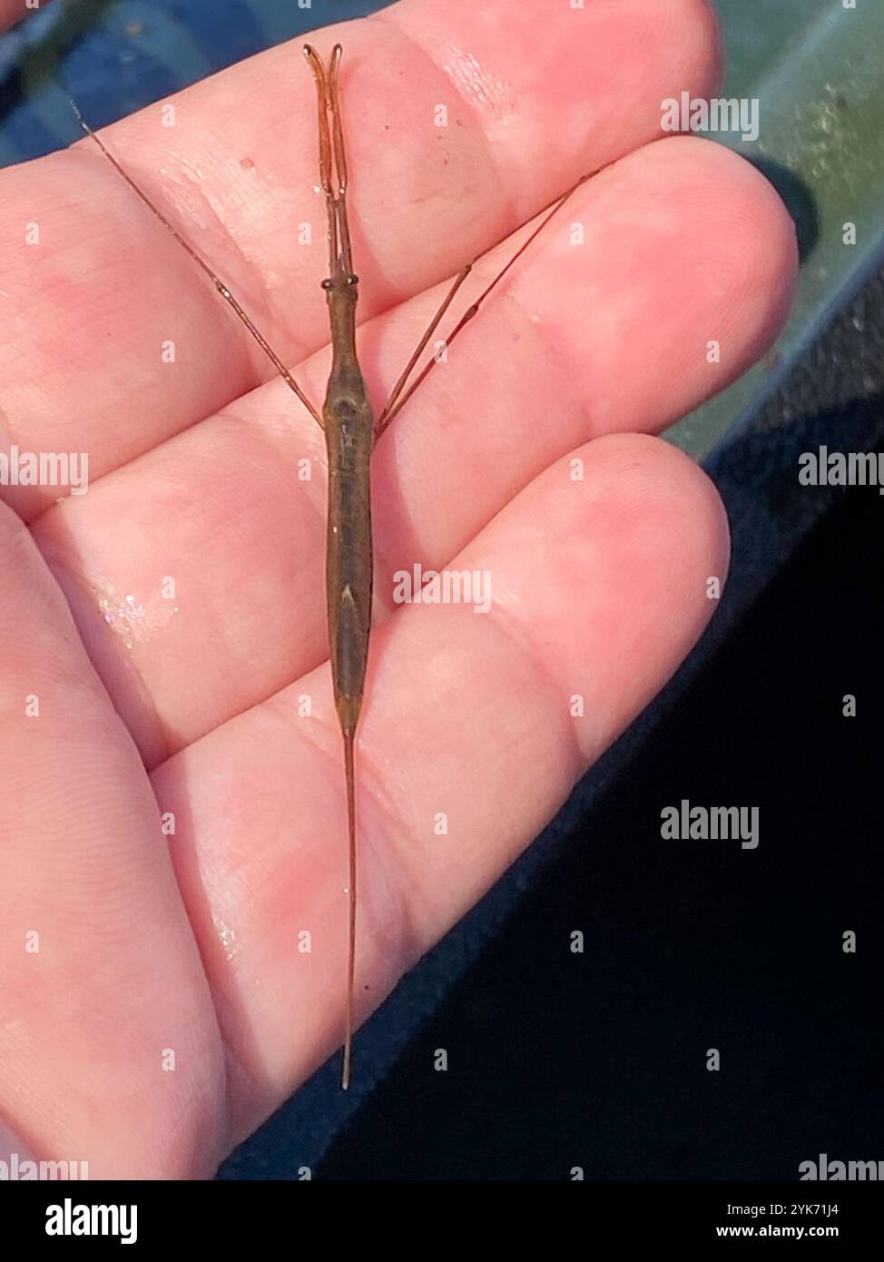 Brown Waterscorpion (Ranatra fusca Stock Photo - Alamy