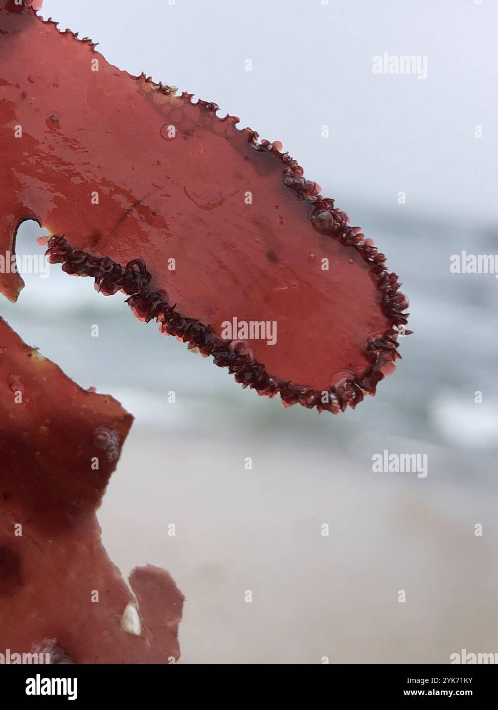 Grape Tongue (Cryptopleura ruprechtiana Stock Photo - Alamy