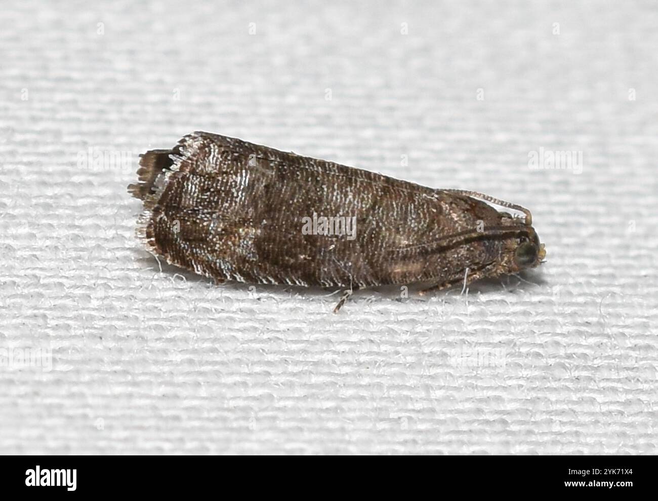 Cherry Fruitworm Moth (Aspila packardi Stock Photo - Alamy