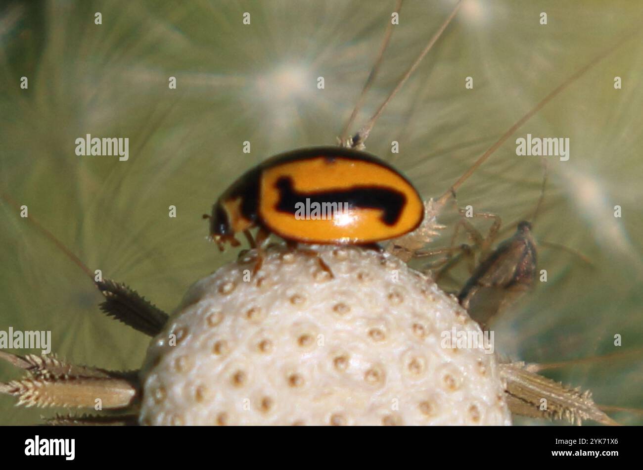 Micraspis hi-res stock photography and images - Alamy