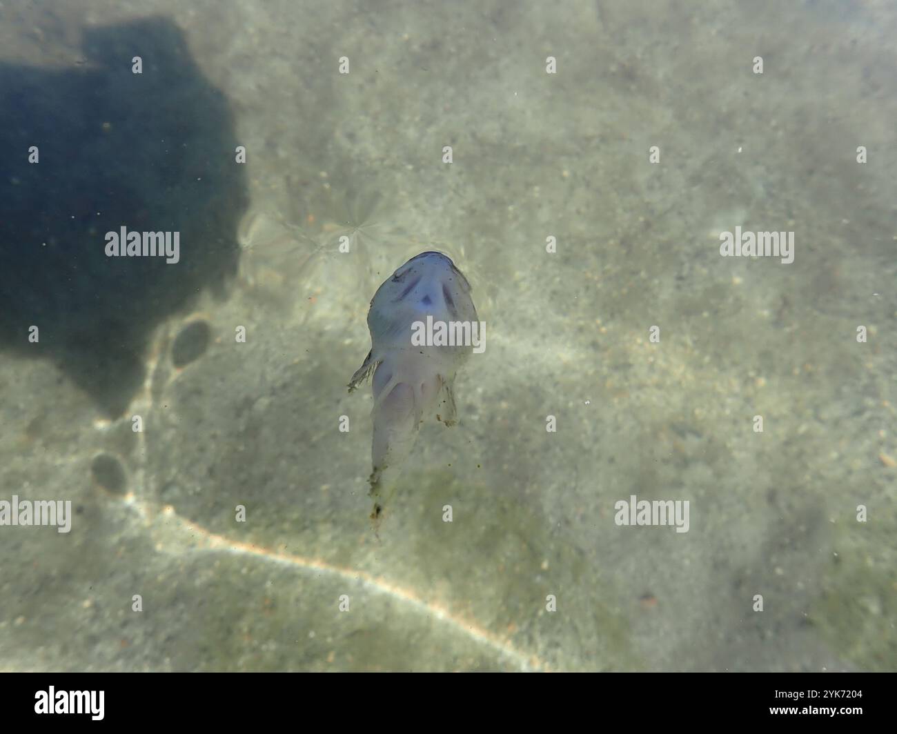Freshwater Sculpins (Cottus Stock Photo - Alamy