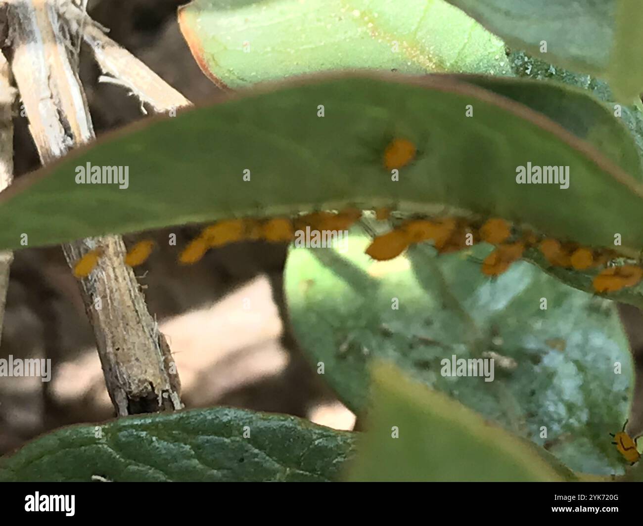 Oleander aphid aphis nerii hi-res stock photography and images - Alamy