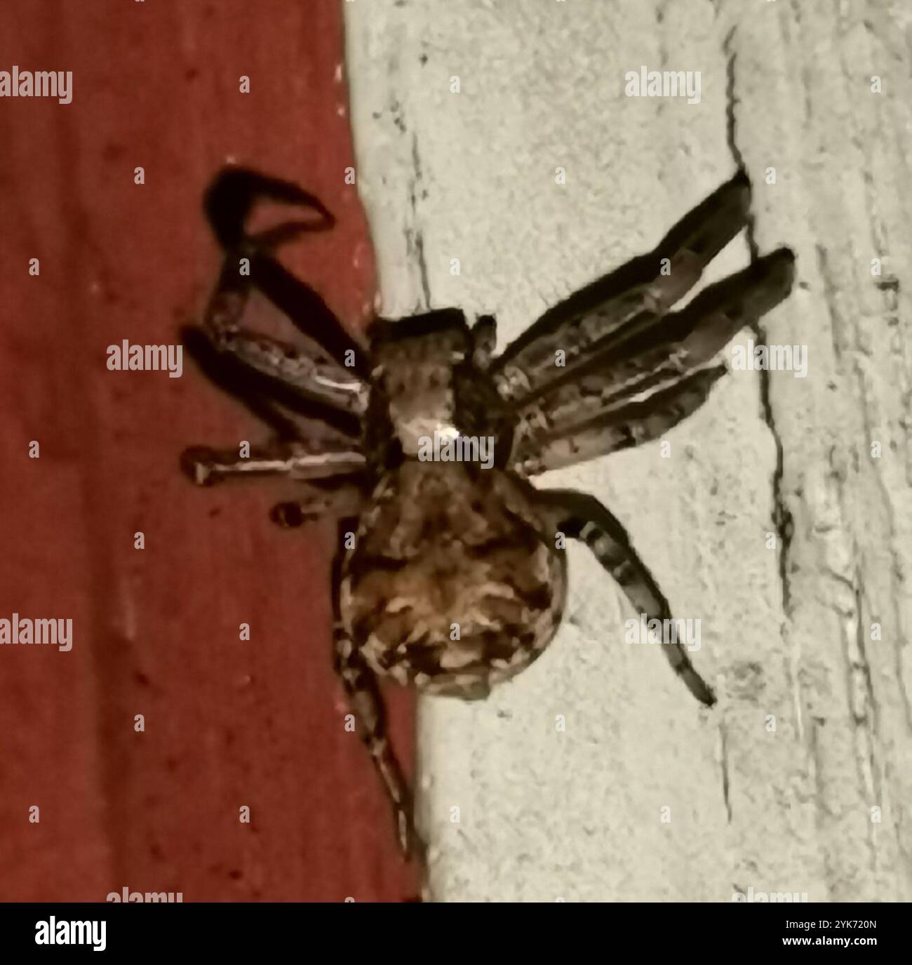 Crab Spiders (Thomisidae Stock Photo - Alamy