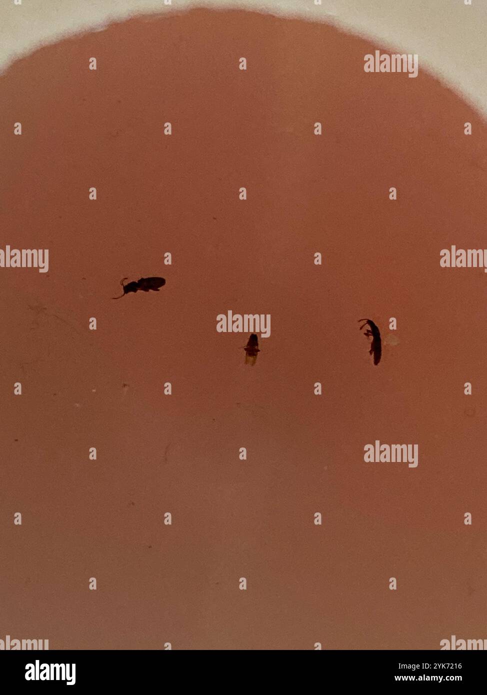 Silvanid Flat Bark Beetles (Silvanidae Stock Photo - Alamy