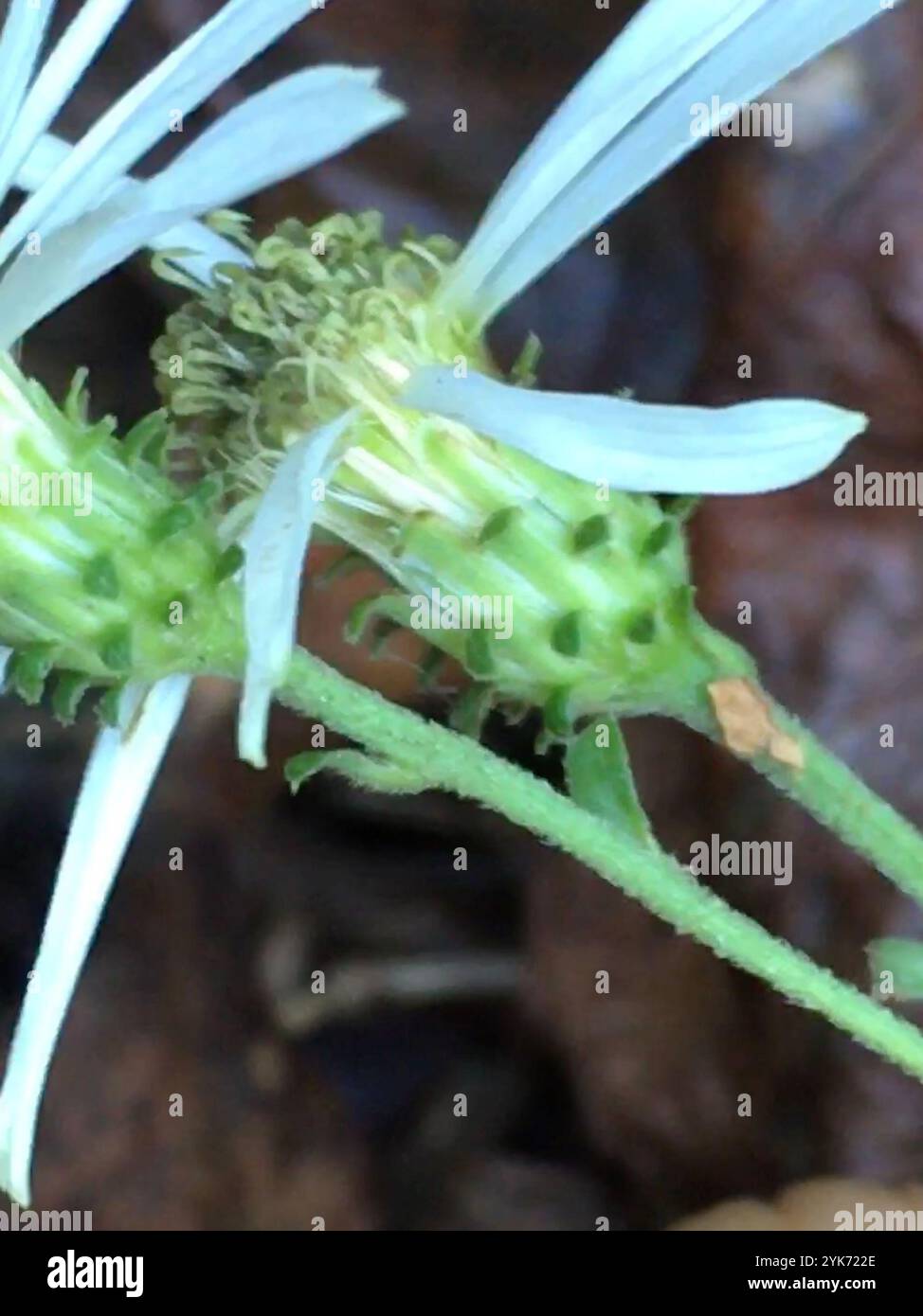 bouquet aster (Eurybia mirabilis Stock Photo - Alamy