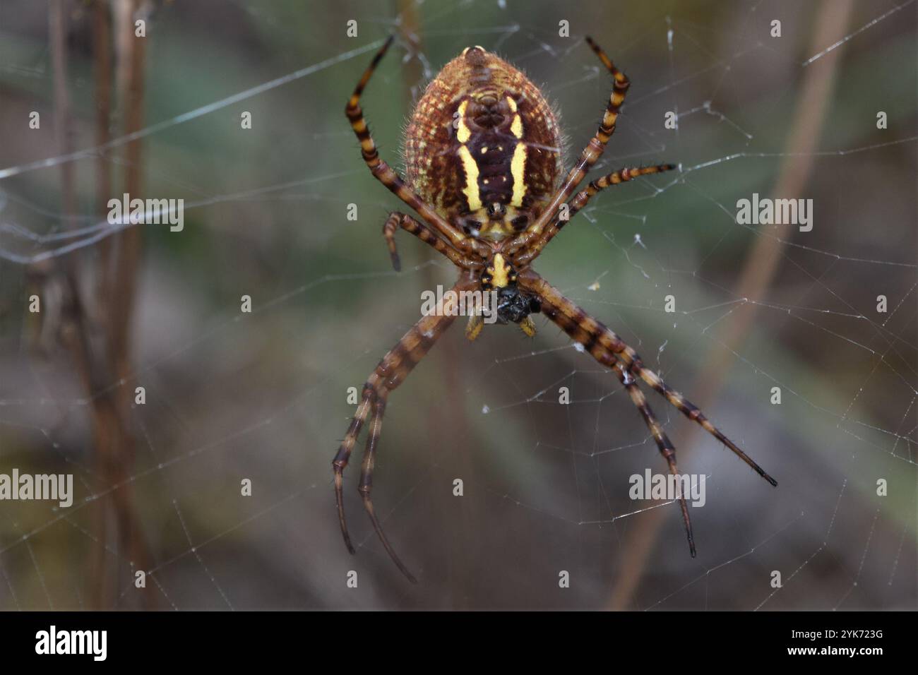 Banded Garden Spider (Argiope trifasciata Stock Photo - Alamy