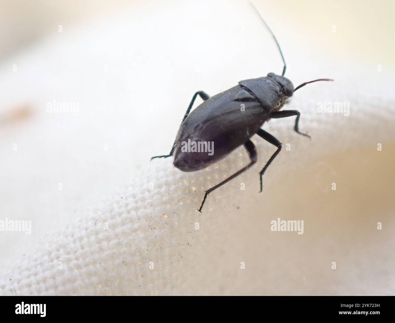 True Bugs (Heteroptera Stock Photo - Alamy
