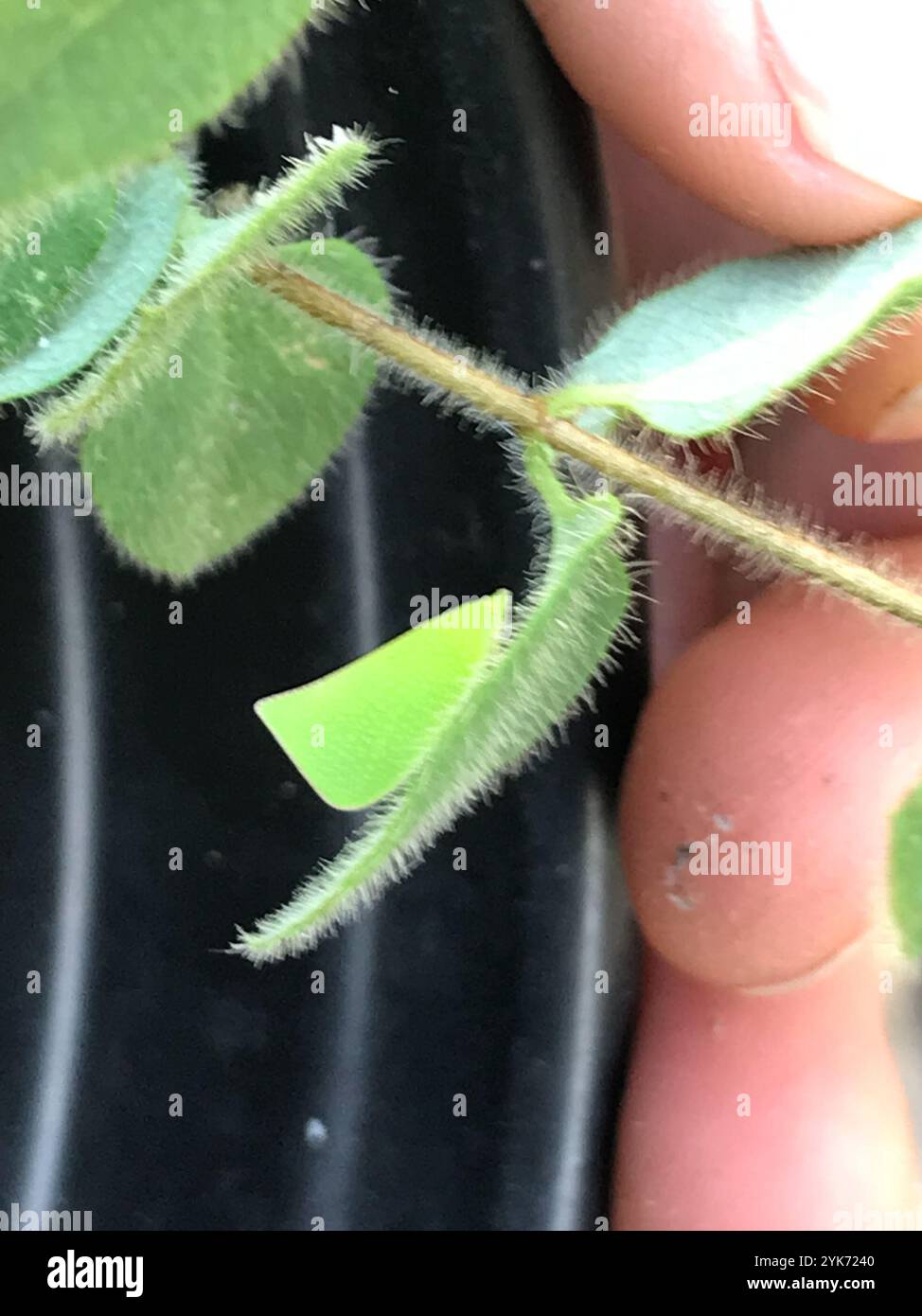 Torpedo Bug (Siphanta acuta Stock Photo - Alamy