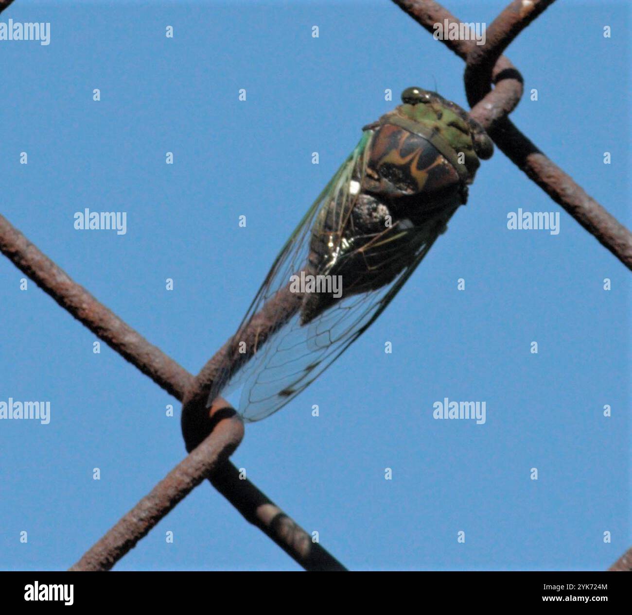 Northern Dog-day Cicada (Neotibicen canicularis Stock Photo - Alamy