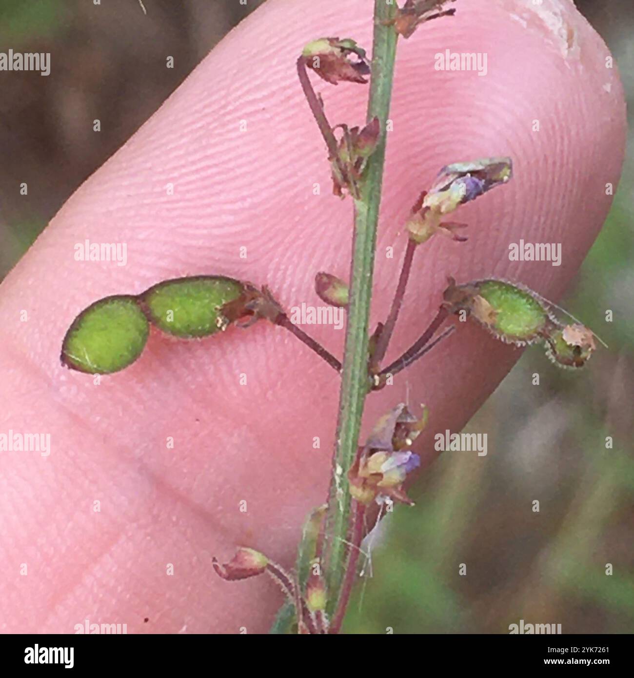 Tick clover hi-res stock photography and images - Alamy