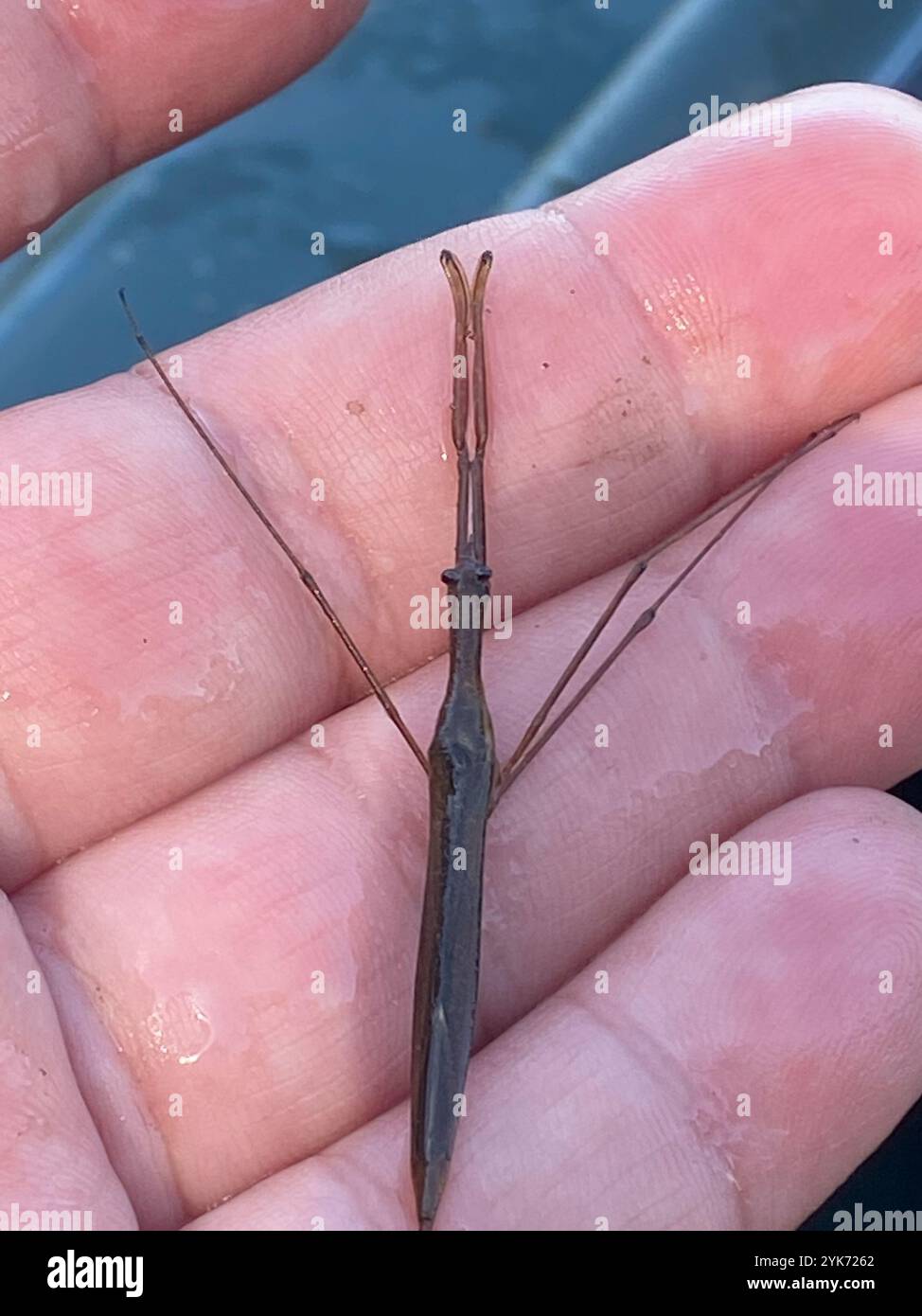 Brown Waterscorpion (Ranatra fusca Stock Photo - Alamy