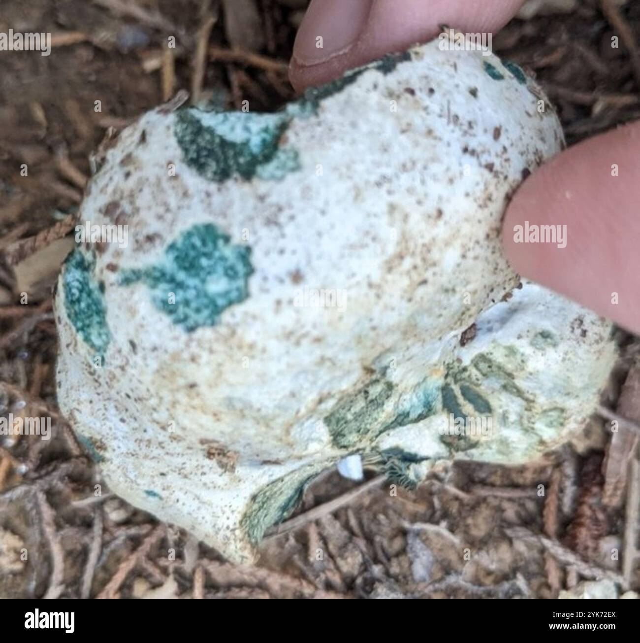 indigo milk cap (Lactarius indigo Stock Photo - Alamy