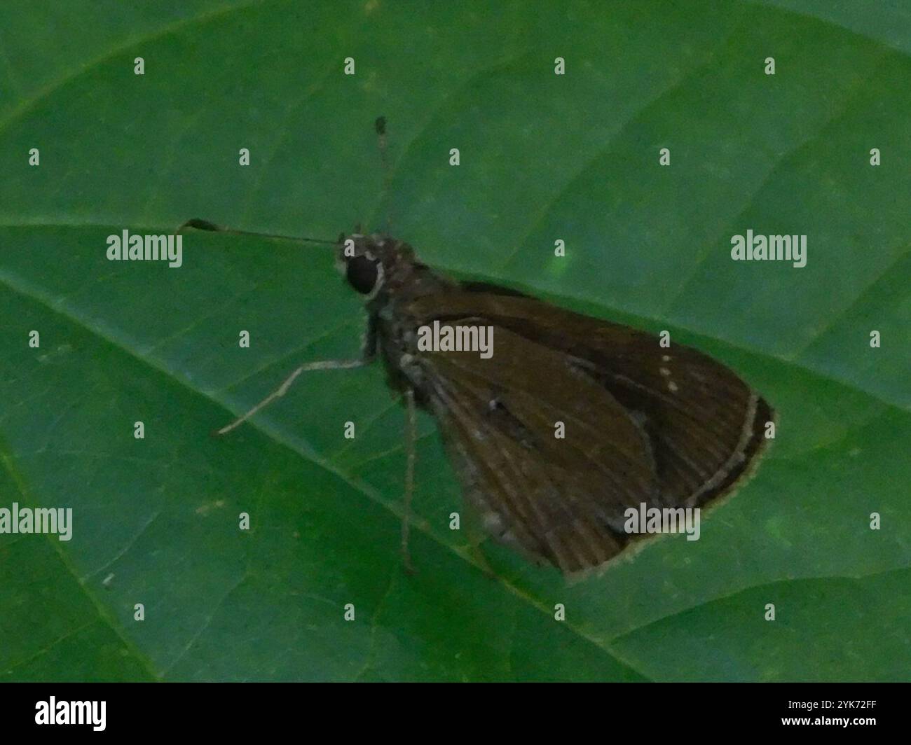 Three-spotted Skipper (Cymaenes tripunctus Stock Photo - Alamy