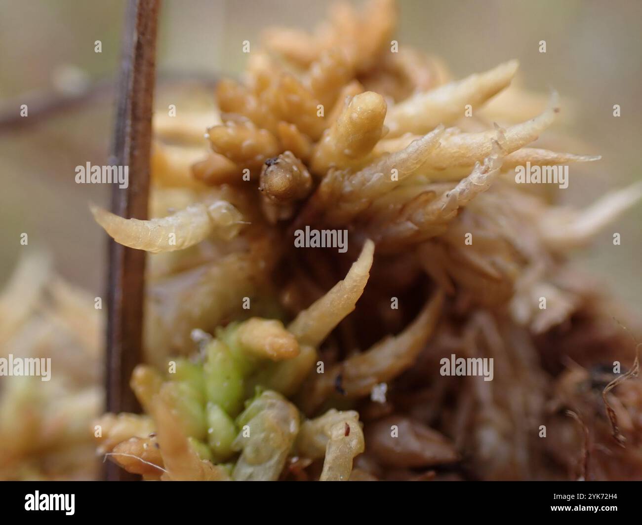 Papillose peatmoss hi-res stock photography and images - Alamy