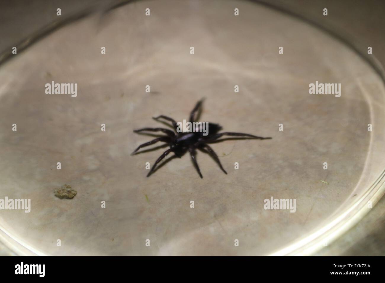 Eastern Parson Spider (Herpyllus ecclesiasticus Stock Photo - Alamy