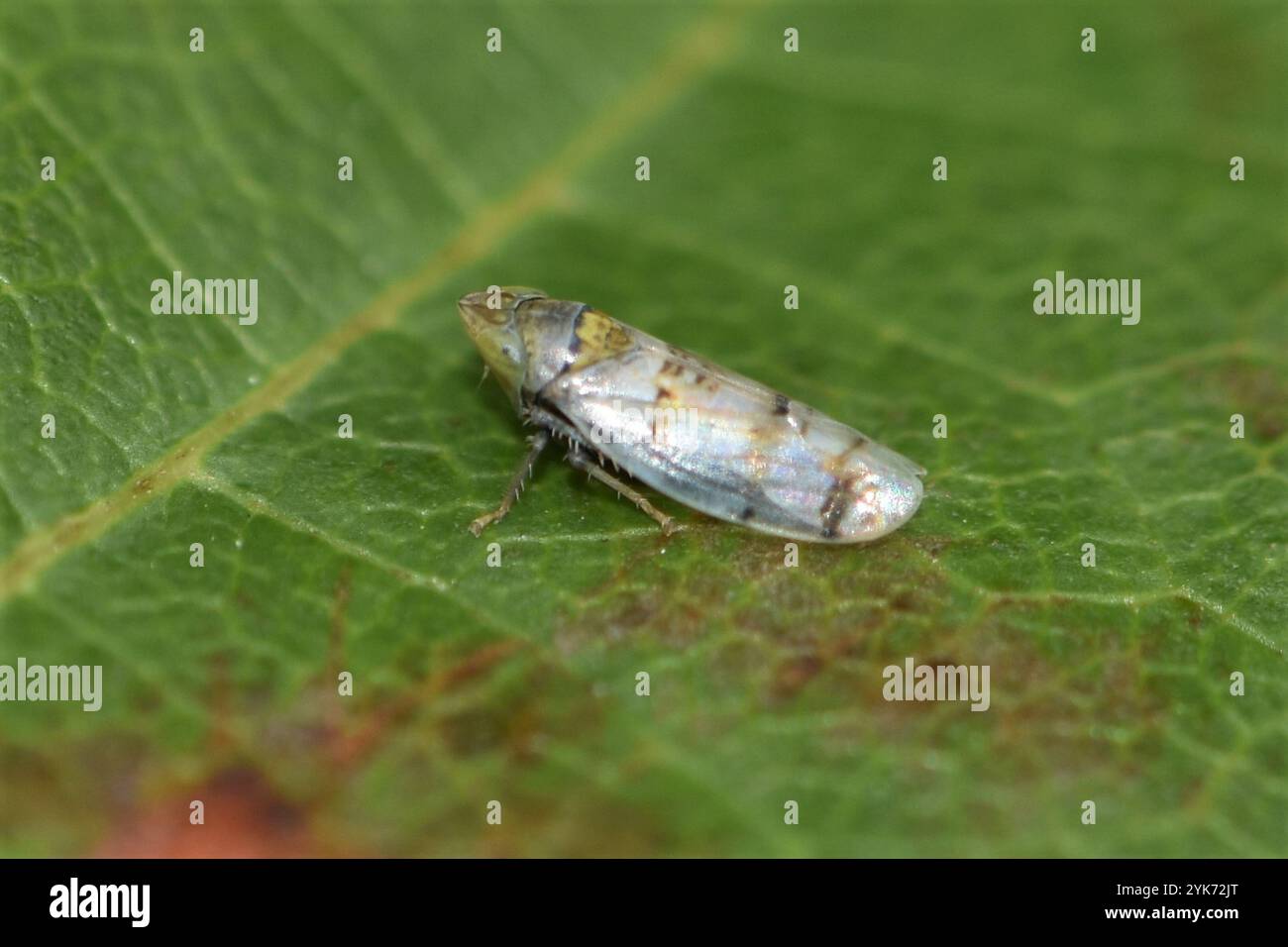 Japanese Maple Leafhopper (Japananus hyalinus Stock Photo - Alamy