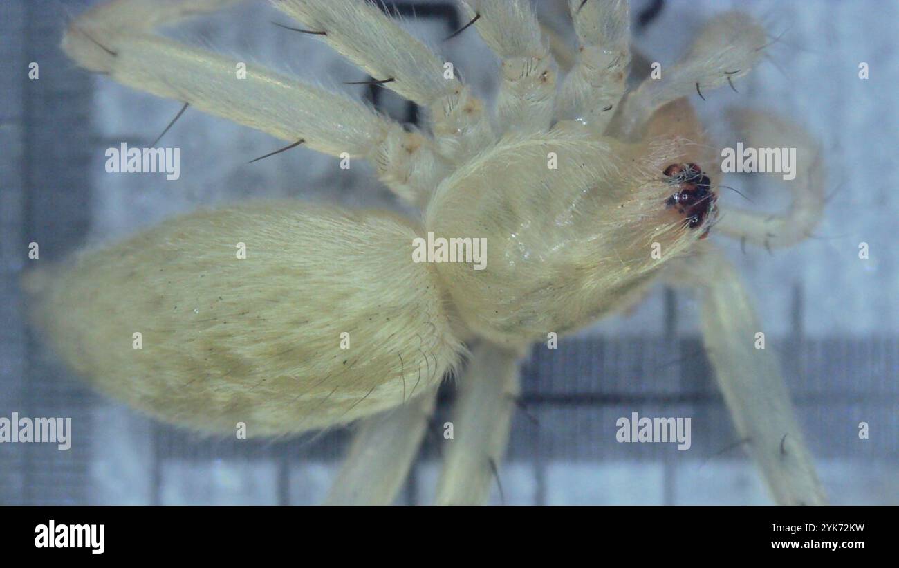 Buzzing Spider (Anyphaena accentuata Stock Photo - Alamy